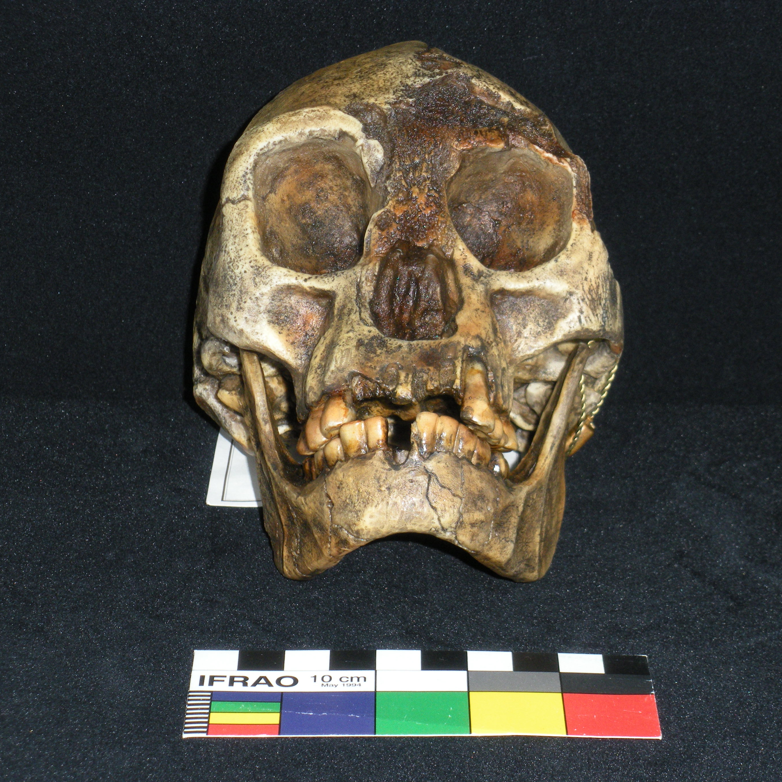 Homo floresiensis